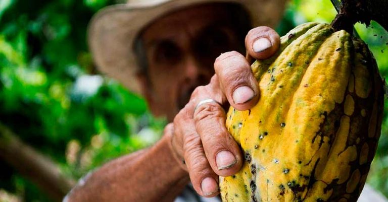 Peruvian Chocolate: The Ultimate Cacao guide🍫 - Auri Travel