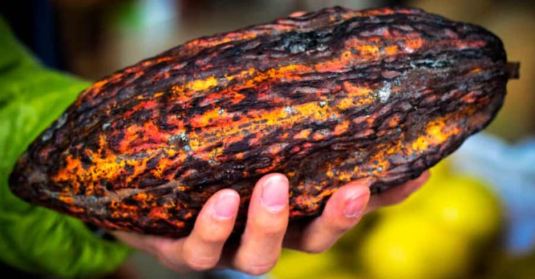 Peruvian Chocolate: The Ultimate Cacao guide🍫 - Auri Travel