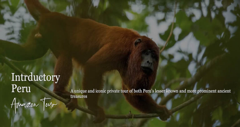 Animals of Peru, a guide to the most incredible ones